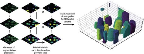 3d segmentation proof of principle for using mesmer s segmentation download scientific diagram