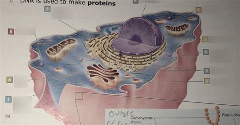 Inside Of A Cell Diagram Diagram Quizlet