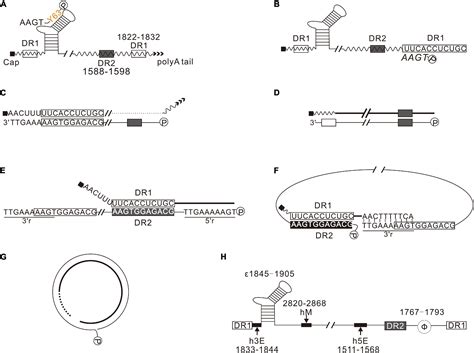 Frontiers DNA Engineering And Hepatitis B Virus Replication