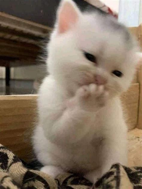 Chi tiết với hơn 91 về hình mèo meme mới nhất coedo vn