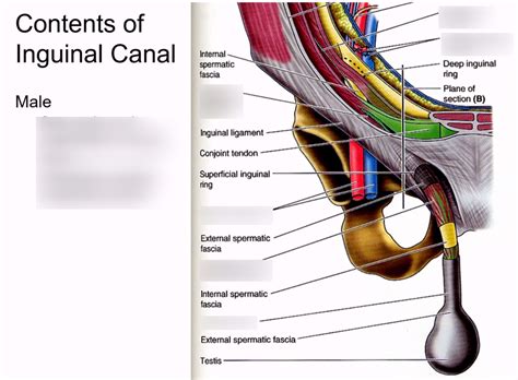 Mod2 Lec1 Male Inguinal Canal Contents Diagram Quizlet