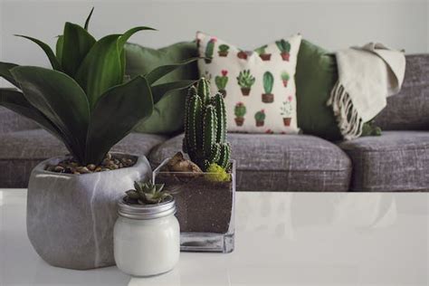 5 Plantas Que Puedes Tener En Tu Casa Para Alejar La Envidia Notigram