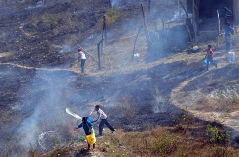 Incendios forestales acaban con 84 000 hectáreas