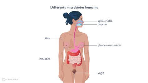 Symbiose Et Microbiote Humain Fiche De Cours SVT SchoolMouv