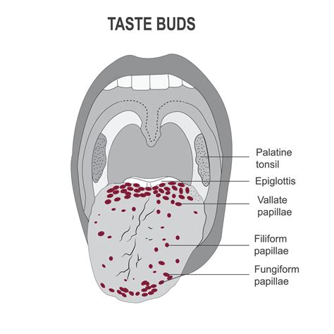 The Taste Buds The Sites Of The Nerve Endings Of Sense Of Taste In The
