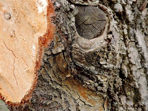 Free Picture Upclose Wood Texture Tree Rough Bark Nature Pattern