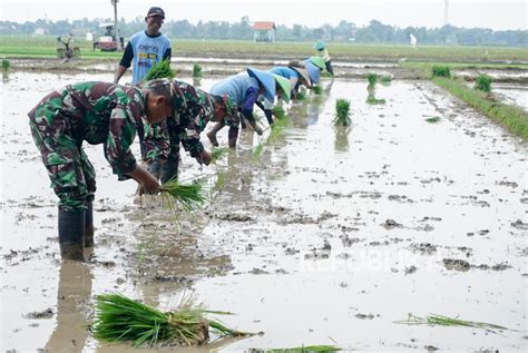 Personil TNI Turun Ke Sawah Bantu Petani Di Pemalang Tanam Padi