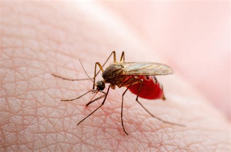Symptômes et causes du virus de la dengue expliqués Les Actualites