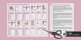 RSHP Female Reproductive System Display Poster Twinkl
