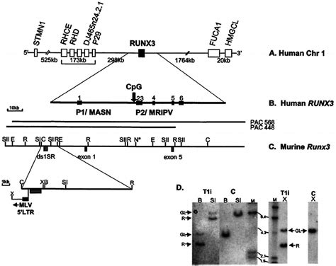 comparative physical map of human runx3 and murine runx3 genes a download scientific diagram
