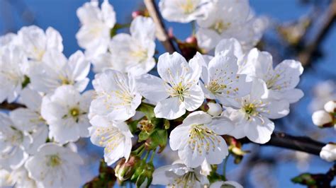 Descubre La Belleza De Las Plantas Con Flor Blanca Para Decorar Tu