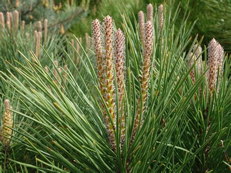 Pin Parasol Pin Pignon Pinier Pinus Pinea Planter Cultiver