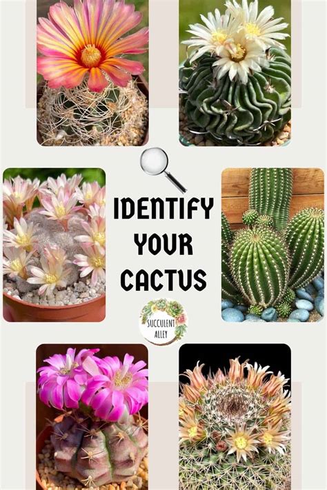 How To Revive A Drooping Snake Plant Succulent Alley