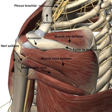 Anatomie de l épaule comment fonctionne l épaule par l Unité de