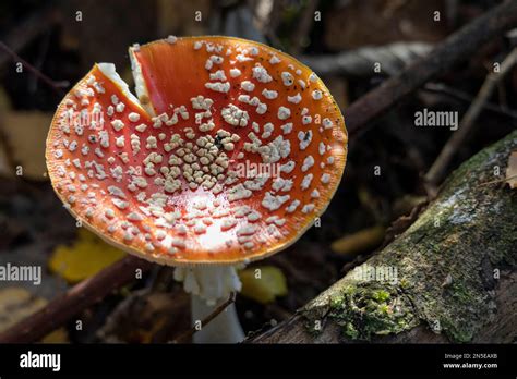 Red With White Dots Fly Agaric Mushroom During Autumn Season In The