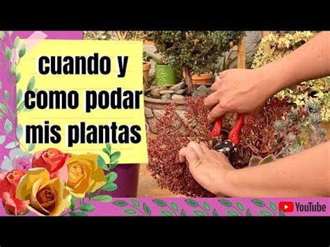 Cuando Y Como Podar Mis Plantas 3 Tipos De Poda Que Debes Saber