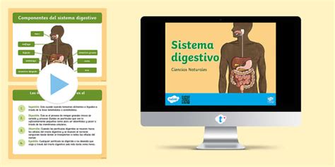 PowerPoint Sistema Digestivo Lehrer Gemacht Twinkl