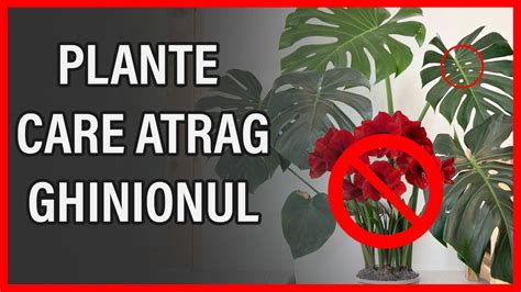 Plante Care Aduc GHINION Si Care Alunga NOROCUL PROSPERITATEA Si