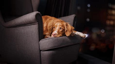 Como Hacer Para Que Un Cachorro Deje De Llorar Por La Noche