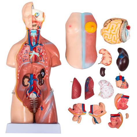 Buy VEVOR Human Body Model 23 Parts 17inch Life Size Human Anatomy