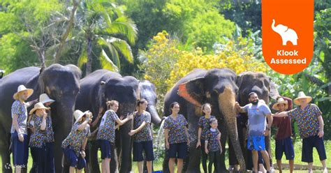 Excursión de medio día a Kanta Elephant desde Chiang Mai Klook
