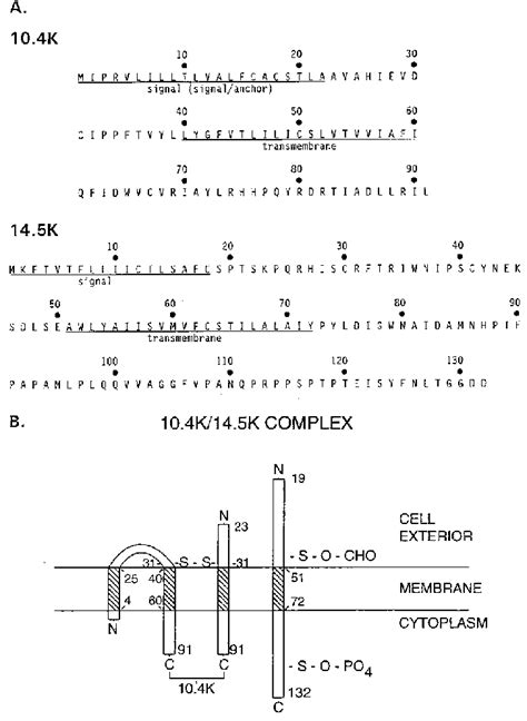 A Predicted Amino Acid Sequences Of The 104k Protein From Ad2 And Download Scientific