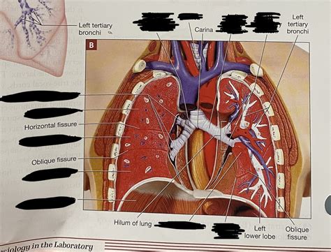 Model Of The Lungs Diagram Quizlet