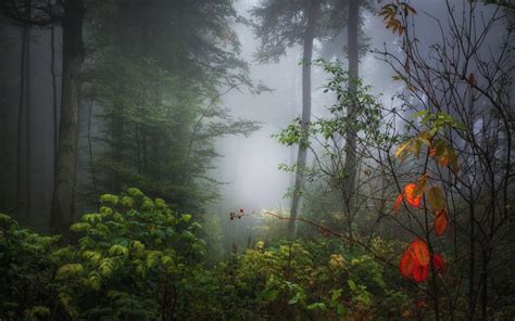 Hintergrundbilder 2560x1600 px Ast fallen Wald Blätter Nebel
