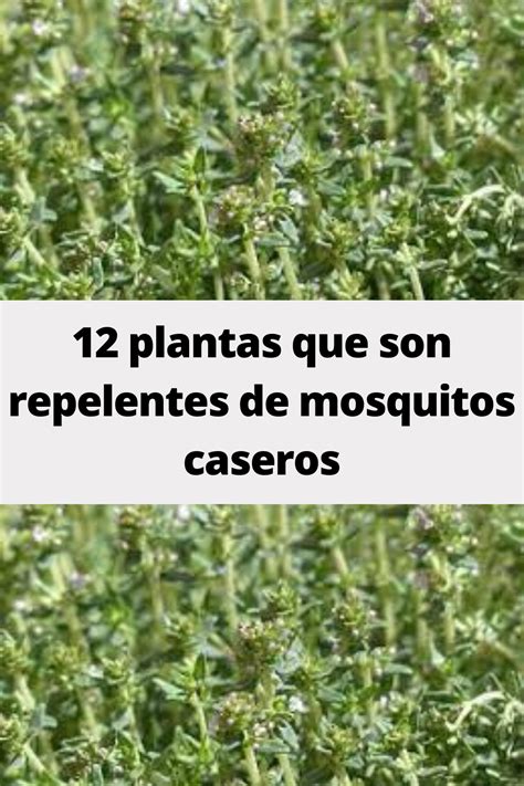 12 Plantas Que Son Repelentes De Mosquitos Caseros Repeler Mosquitos