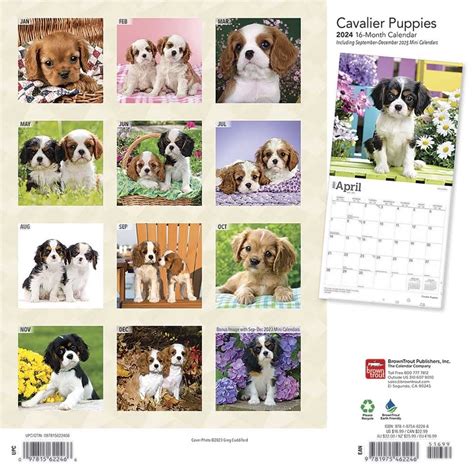 Cavalier King Charles Spaniel Puppies Kalender Bol