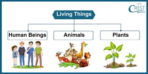 Living And Non Living Things Class KG Notes Science Olympiad