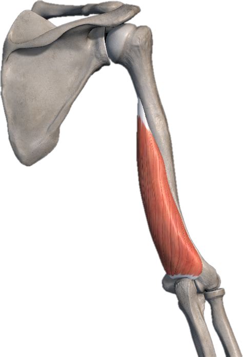 Triceps Anatom A Cintura Escapular Y Extremidad Superior