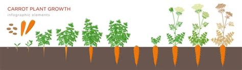Carrot Plant Growth Stages Infographic Elements Growing Process Of