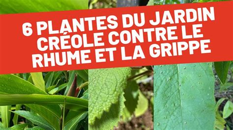Rem Des Naturels Contre La Grippe Et Le Rhume D Couvrez Plantes