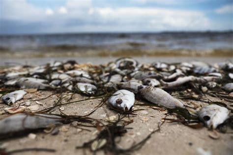 Marea Roja En Florida Mata A Cientos De Peces Grupo Milenio