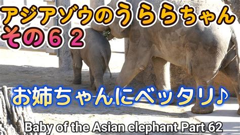 アジアゾウのうららちゃん62お姉ちゃんにベッタリ東山動植物園Baby of the Asian elephant Part 62