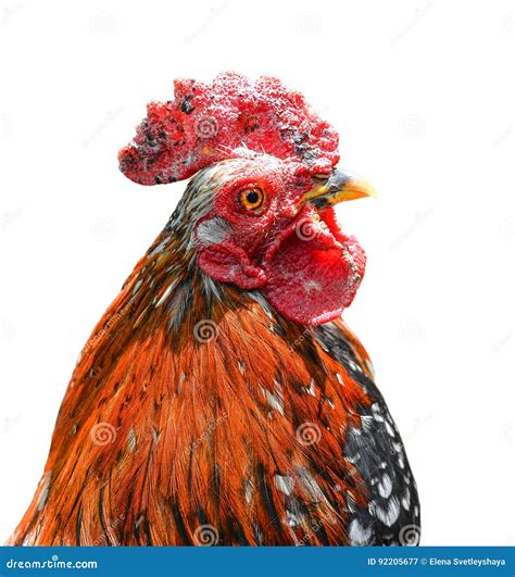 Gallo Masculino Hermoso Grande Aislado En El Fondo Blanco Gallo Que