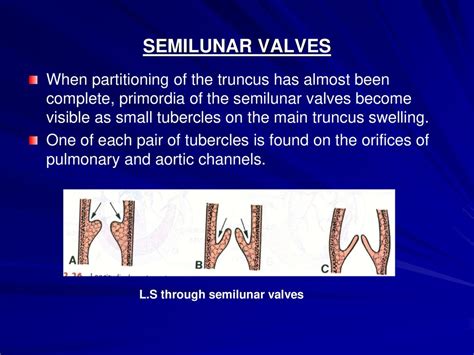 Semilunar Valves