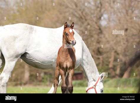 Jument Avec Son Poulain Sur Fond Blanc Banque De Photographies Et D