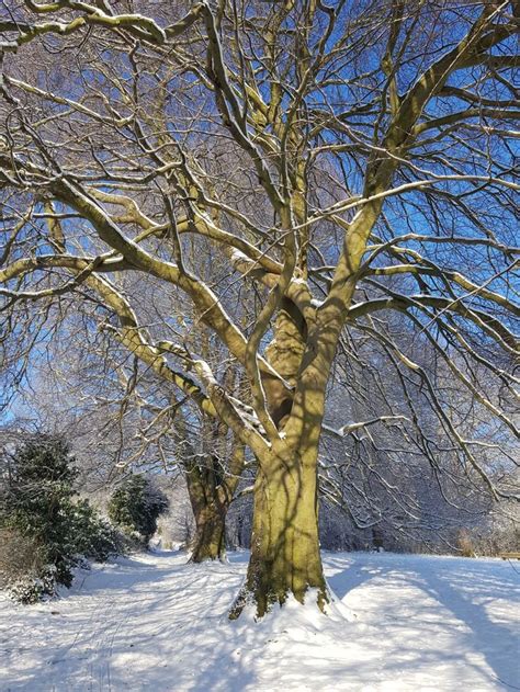 A Snow Covered Path With Trees And Bushes