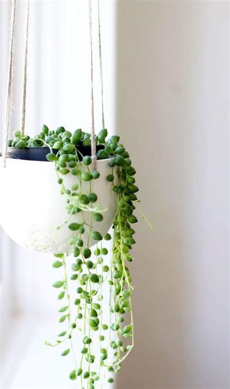 23 Most Beautiful Houseplants You Never Knew About