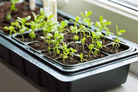 Como plantar ora pro nóbis aprenda aqui Petz