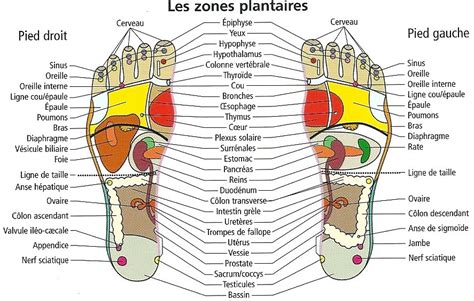 La réflexologie plantaire Réflexo Equilibre Catherine Giniès