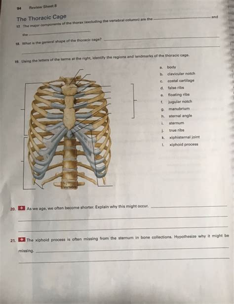 Solved EXERCISE REVIEW SHEET The Axial Skeleton Lab Chegg