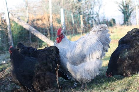 Orpington GR Gris Perle Ou Noir Coco Eco