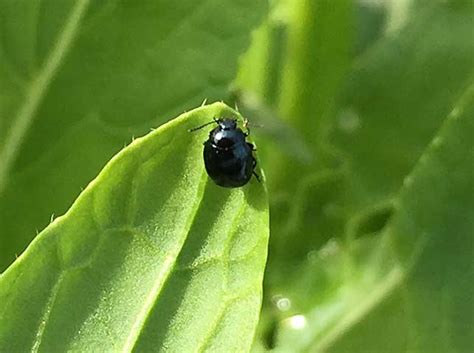 コマツナ小松菜の病気と害虫 やまむファーム