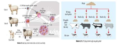 Lý thuyết Sinh học 10 Bài 21 Chân trời sáng tạo Công nghệ tế bào
