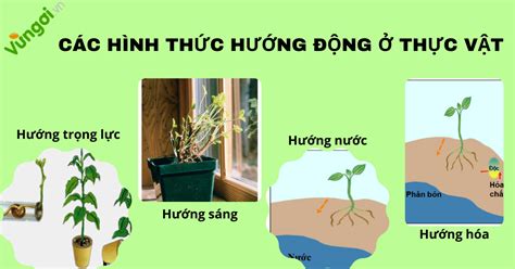 Các hình thức hướng động ở thực vật sinh 11