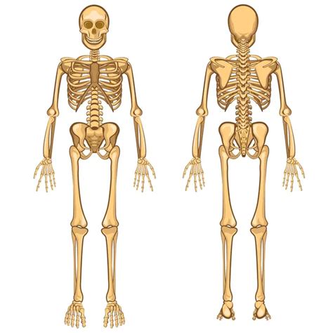 Esqueleto Humano Im Genes De Stock De Arte Vectorial Depositphotos