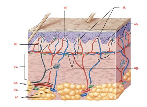 Papillary Layer Of Dermis Diagram Quizlet